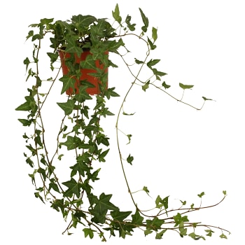 Murgröna rankor 12cm kruka 35cm långa rankor | Handla mat online från ...