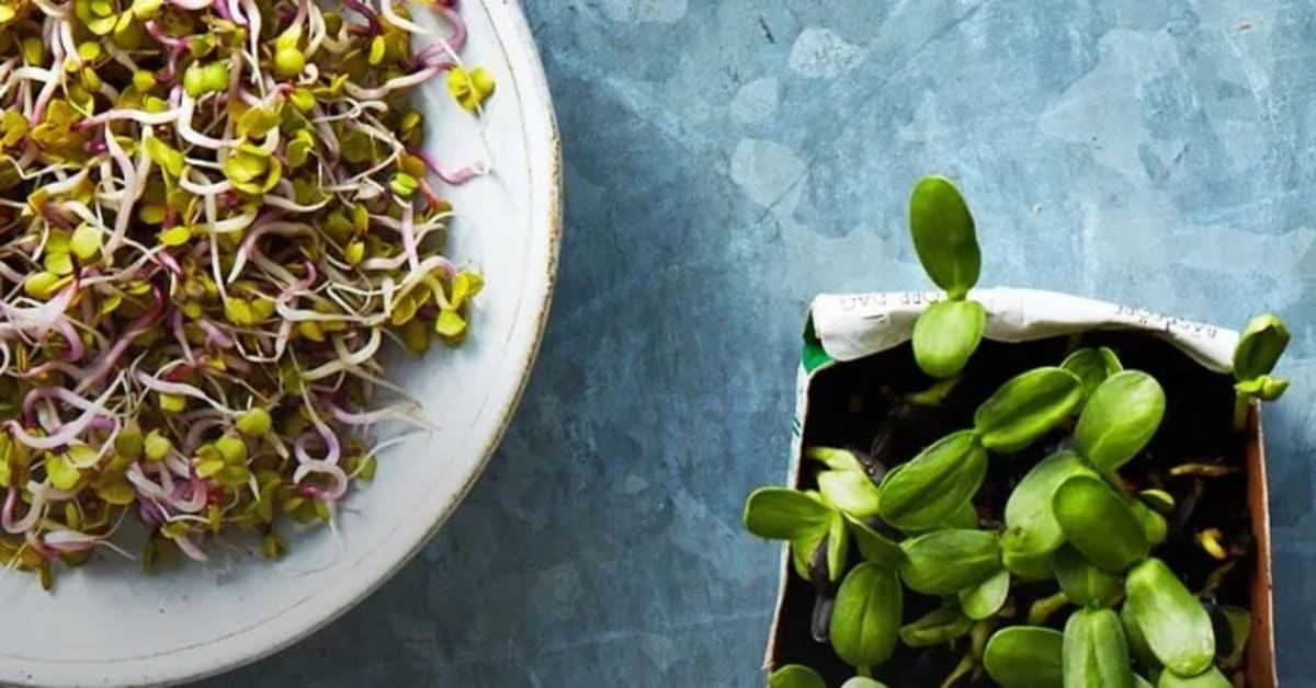 Groddar och skott - så lyckas du! | ICA