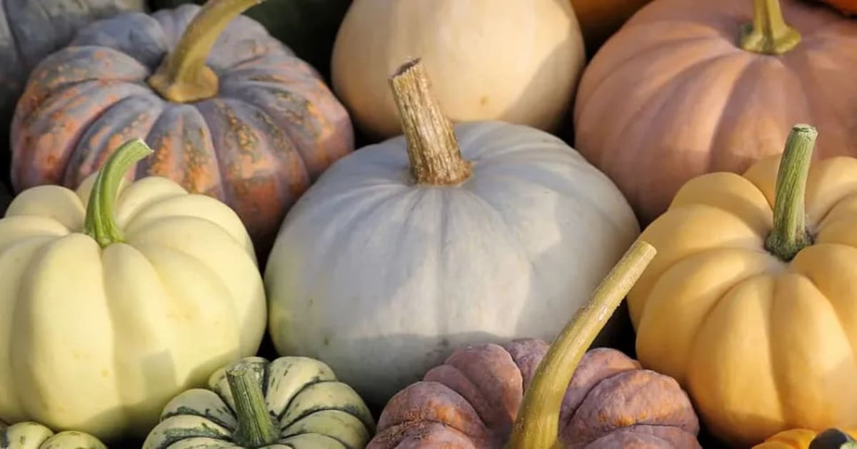 Därför är pumpa nyttigt | ICA