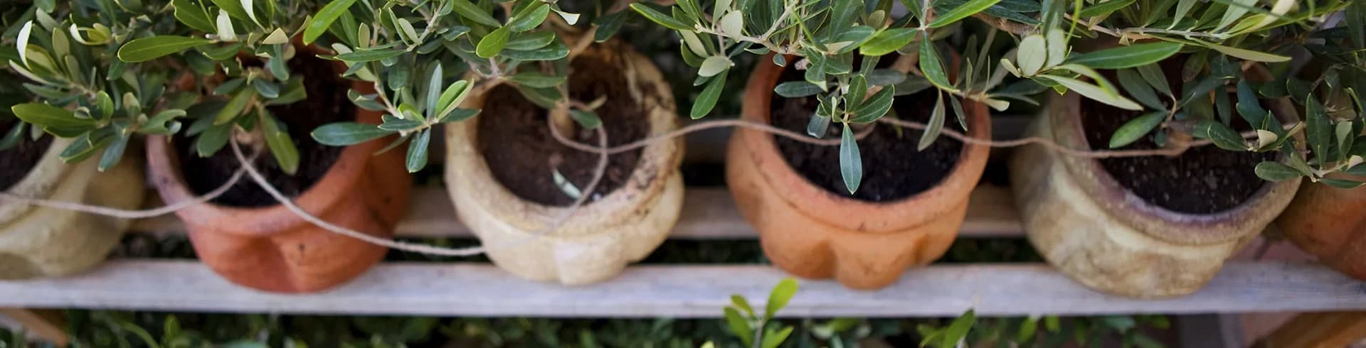 Grekisk mat recept | ICA