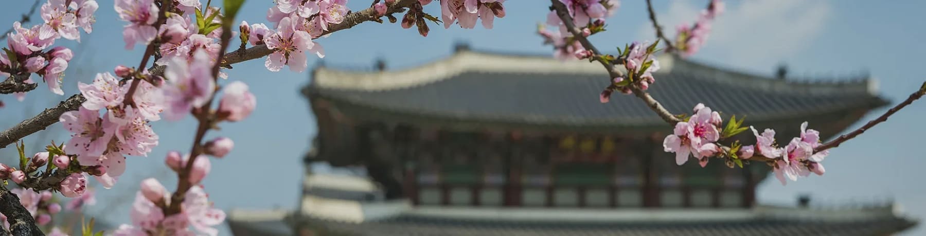 Recept koreansk mat - många goda koreanska läckerheter | ICA