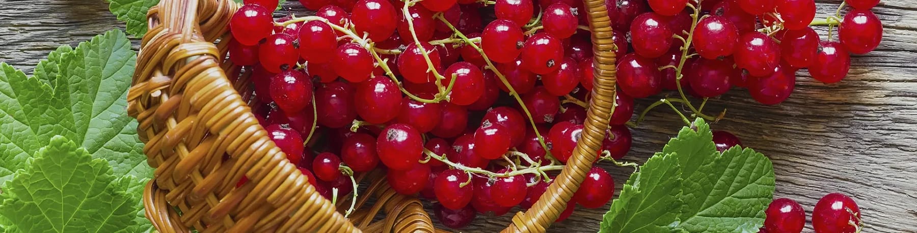 Tårta med röda vinbär recept | ICA