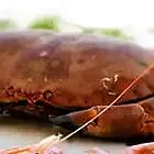 Nyårsrecept – god nyårsmat till en sprakande nyårsmeny! | ICA